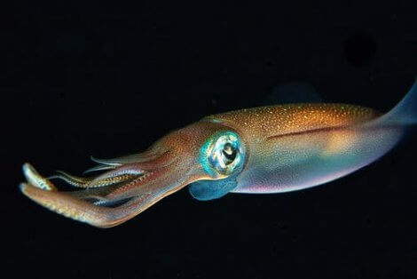 The Amazing Truth About the Squid's Genetic Code - My Animals