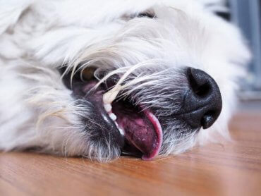 Muscle Spasms in Dogs: What to Do? - My Animals