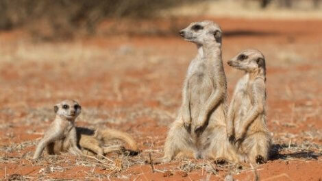 The Characteristics, Behavior, and Habitat of the Meerkat - My Animals