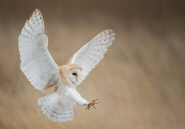 Diurnal and Nocturnal Birds of Prey - My Animals