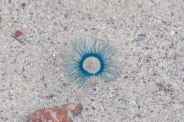 Porpita Porpita, the Blue Button Jellyfish - My Animals