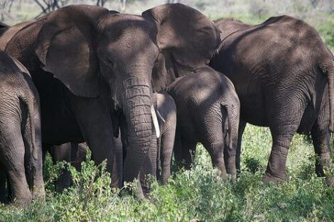 The Intelligence of Elephants: How Smart Are They? - My Animals