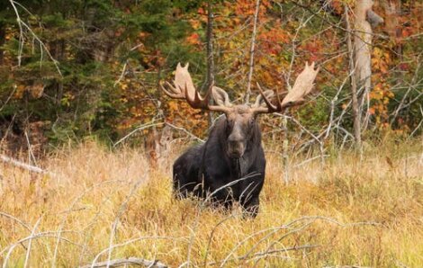 Moose Characteristics, Behavior, and Habitat - My Animals