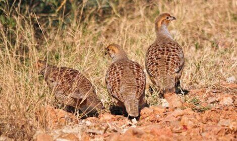 The Breeding and Reproduction of Partridges - My Animals