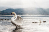 Swans - Characteristics of a Most Graceful Animal - My Animals