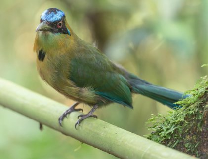 The 7 Most Beautiful Birds of Central America - My Animals