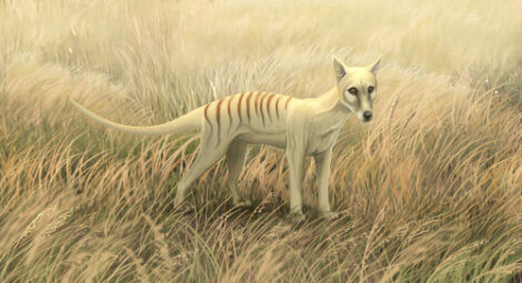 Characteristics of the Tasmanian Tiger - My Animals