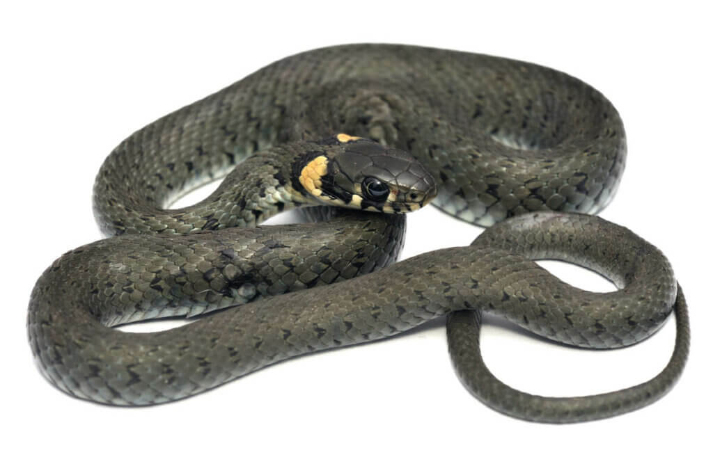 The Grass Snake: Between Water and Land - My Animals