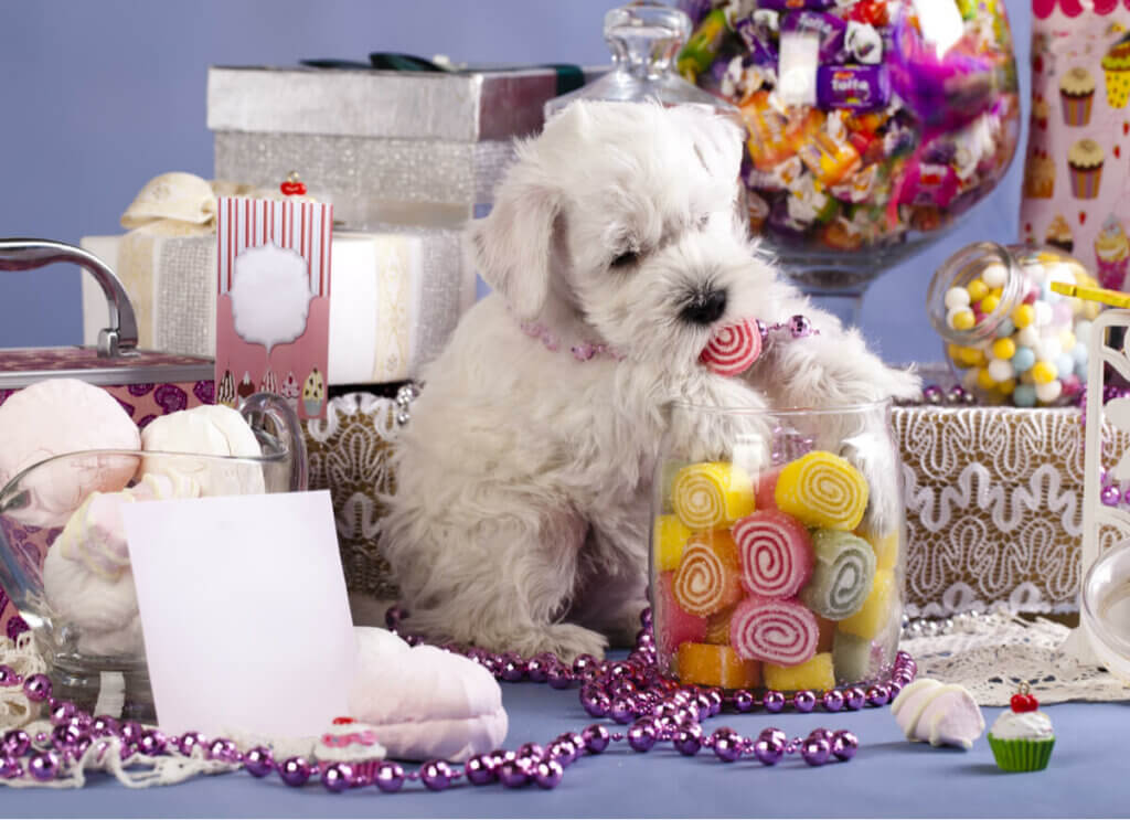 Is it Dangerous for Dogs to Eat Sweets? - My Animals