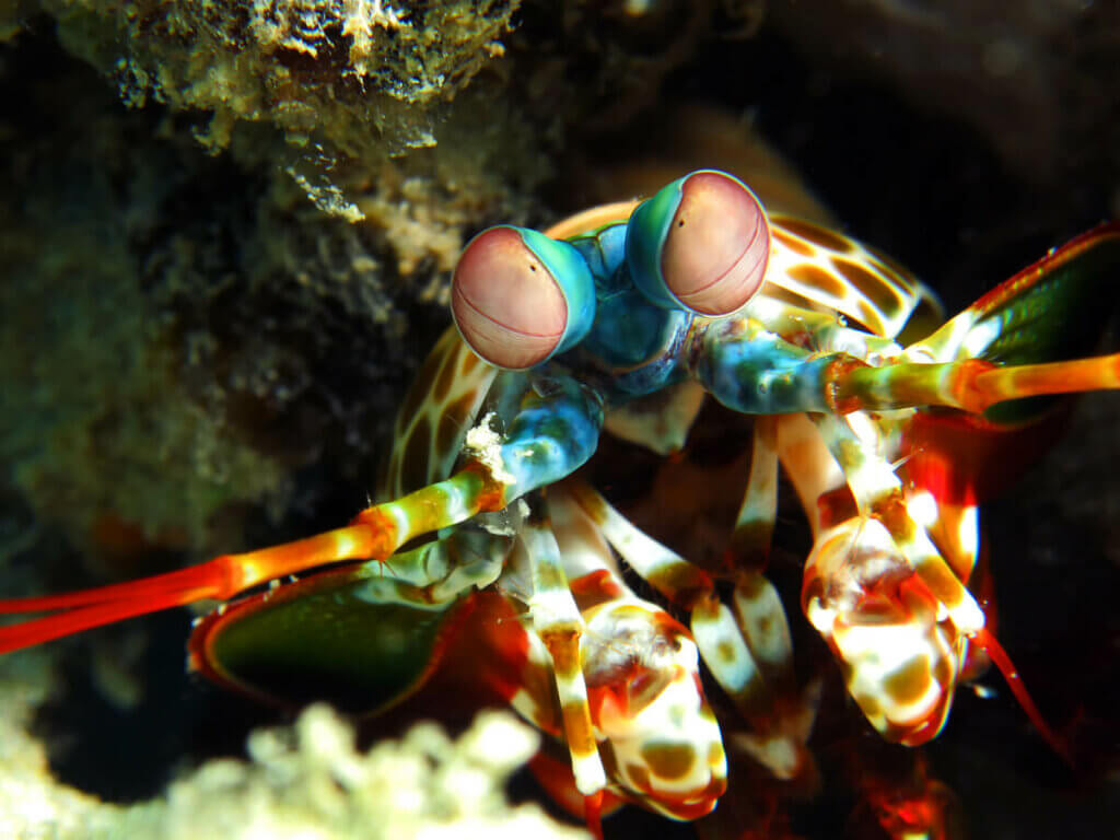 Discover the Invincible Mantis Shrimp - My Animals