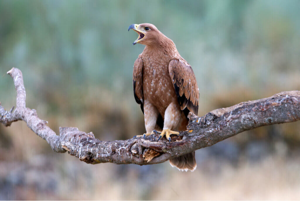 The Fauna of Guadarrama National Park - My Animals