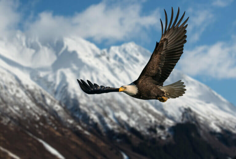 Diurnal Birds of Prey, Rulers of the Summits - My Animals