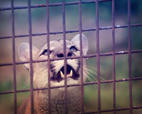 The Puma Is The Great American Predator - My Animals