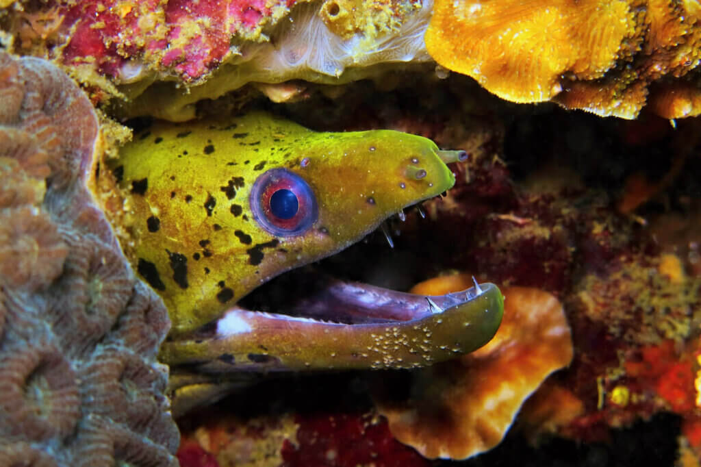 Moray Eels and Their Incredible Pharyngeal Jaws - My Animals