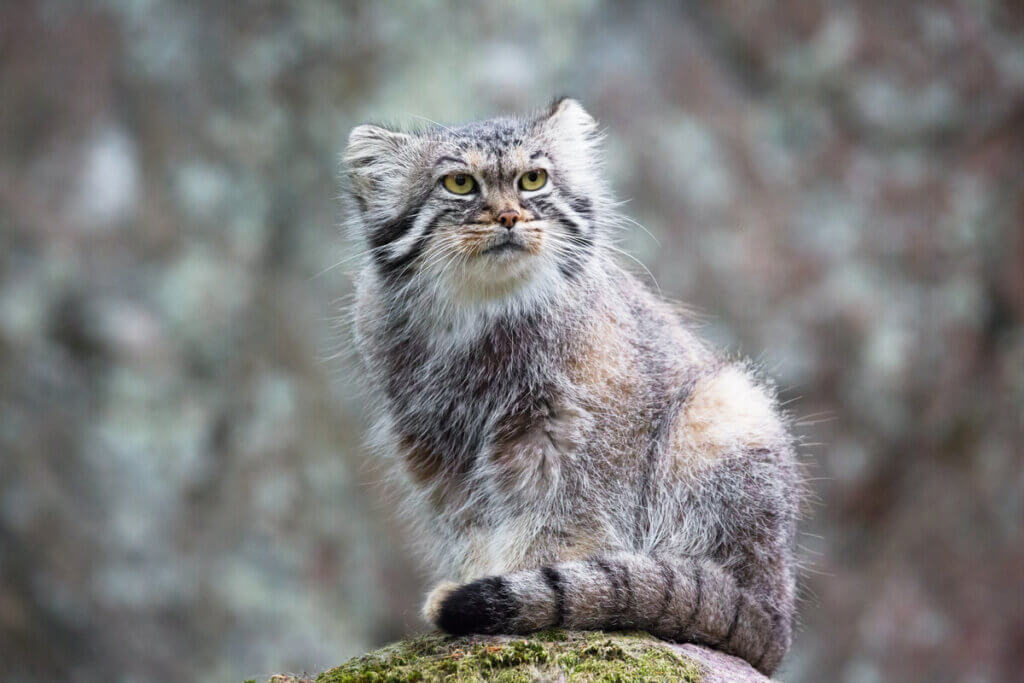 Pallas's Cat: A Himalayan Loner - My Animals