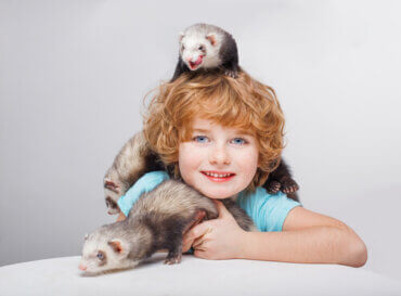 Ferret Behaviors: What You Need to Know - My Animals