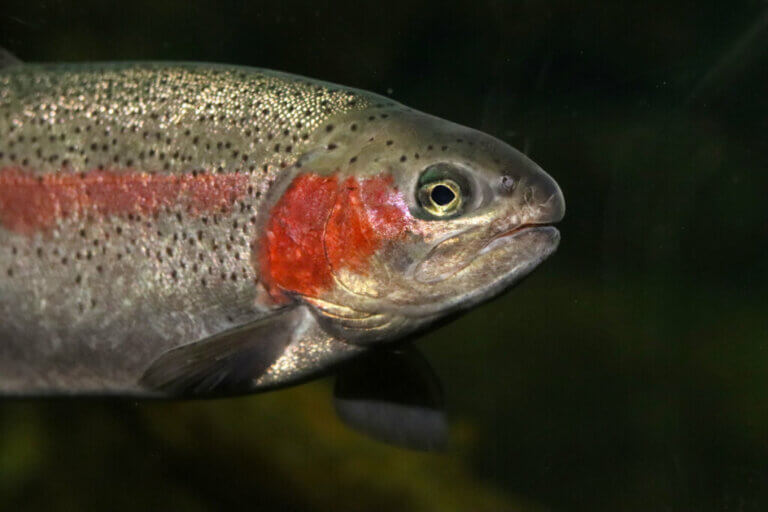 The Rainbow Trout, a Multicolored Salmonidae - My Animals