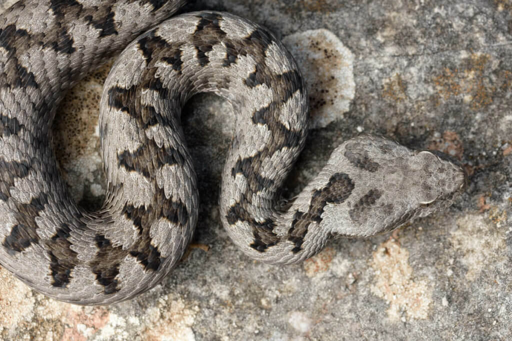The Snub-Nosed Viper Outlasts the Myths - My Animals