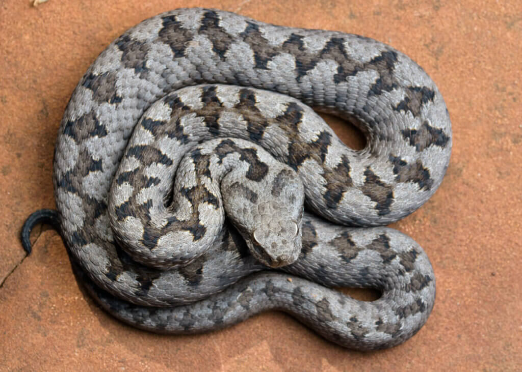 The Snub-Nosed Viper Outlasts the Myths - My Animals