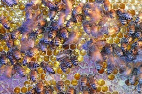 The Importance of Bees in the Ecosystem - My Animals