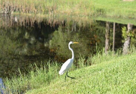The Habitat, Diet, and Behavior of Storks - My Animals