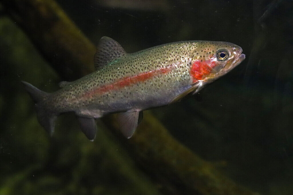 The Rainbow Trout, a Multicolored Salmonidae - My Animals