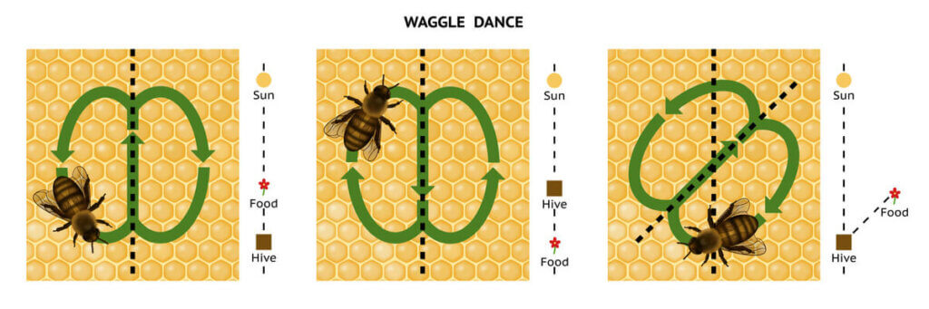 Waggle Dance: The Dance of the Bees - My Animals