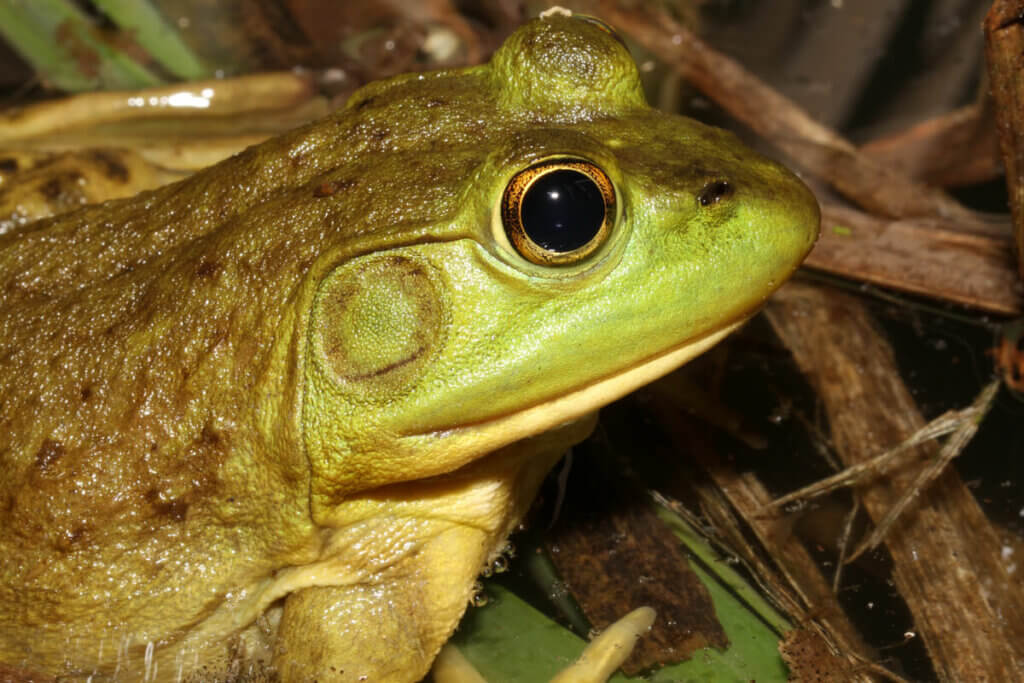 The American Bullfrog: Why Is It Not Suitable as a Pet? - My Animals