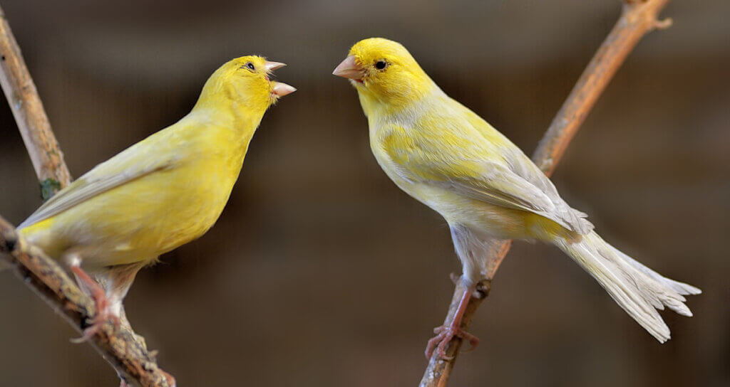 The Song of the Canary and the Reason Behind It - My Animals