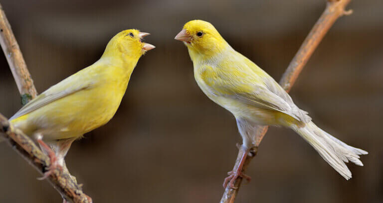 The Song of the Canary and the Reason Behind It - My Animals