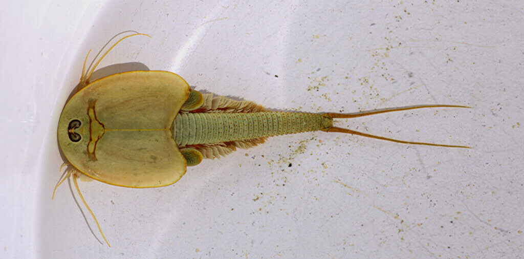 The Care of Triops and Keys for Their Development - My Animals