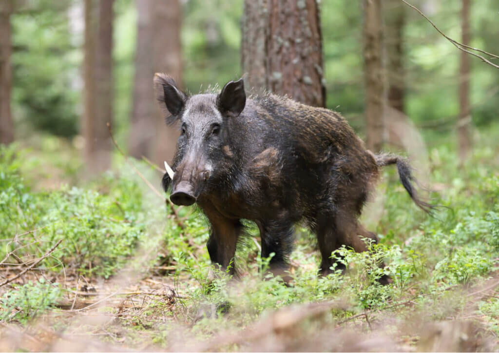 The Domestic Breeding of the Wild Boar - My Animals