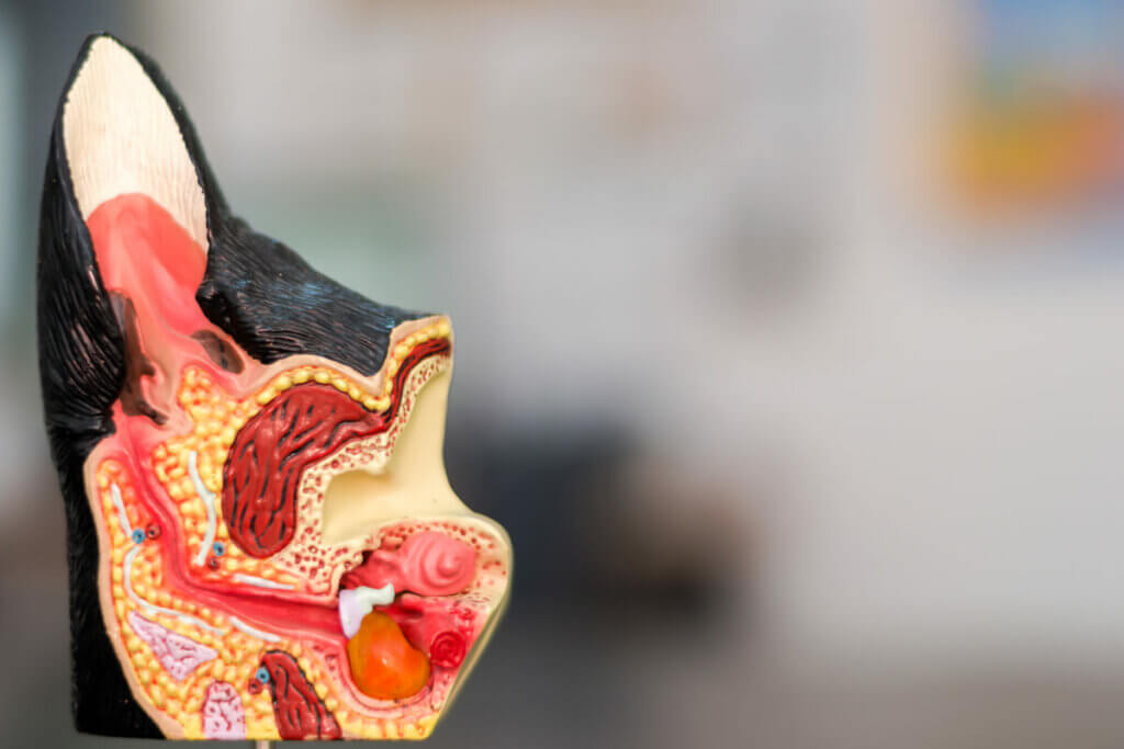 What Are the Causes of Otitis Externa in Dogs? - My Animals