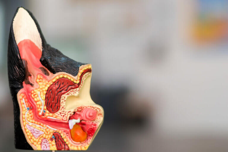 What Are the Causes of Otitis Externa in Dogs? - My Animals