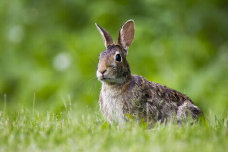 Rabbits in Australia; a warning from history about invasive species.