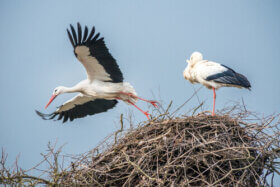 Origins of the Legend of Storks Delivering Babies - My Animals
