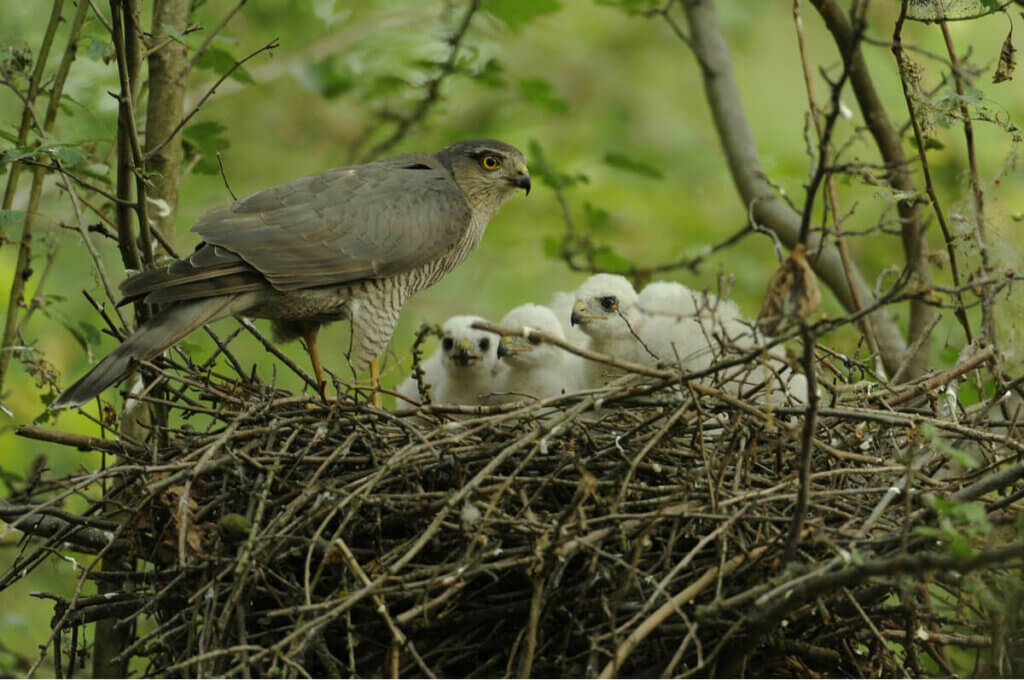 4 Interesting Facts About the Eurasian Sparrowhawk - My Animals