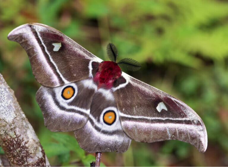All About Deaf Moths and Acoustic Camouflage - My Animals