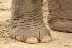 Digitigrade animals: Learn about their characteristics with some examples