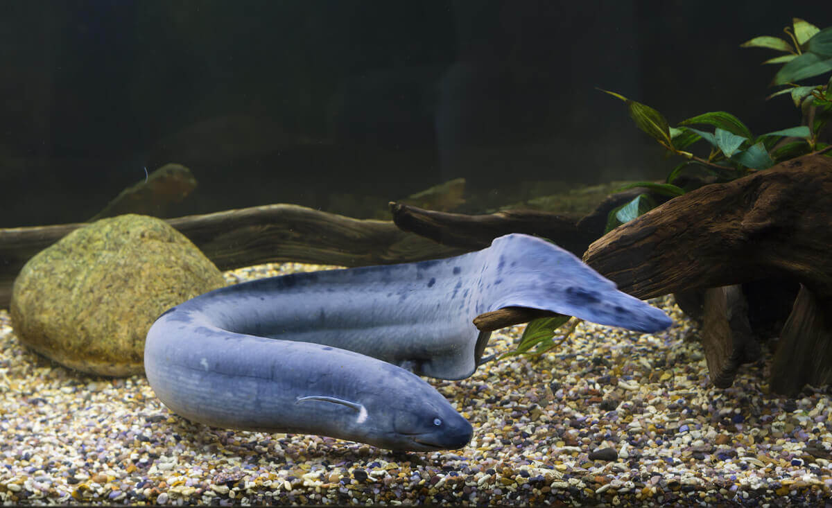 Lepidosiren Paradoxa: A Fish with Lungs - My Animals