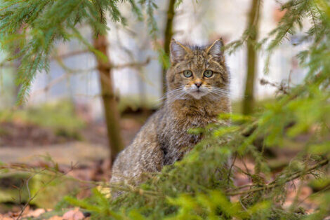 Characteristics, Behavior, and Habitat of the Wild Cat - My Animals