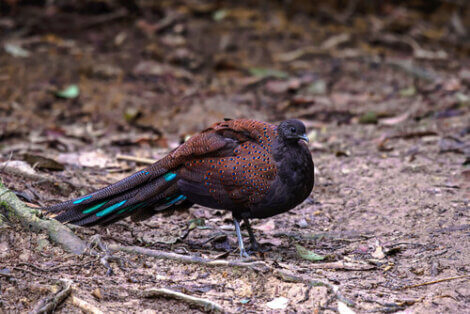 The Amazing Wildlife of Southeast Asia - My Animals