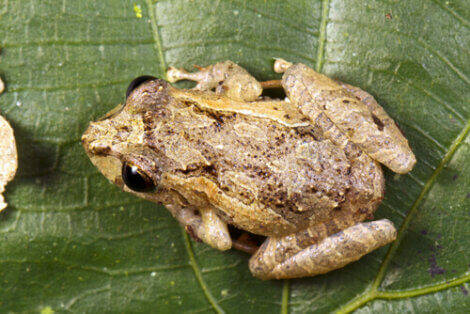 Discover the 5 Smallest Frogs in the World - My Animals