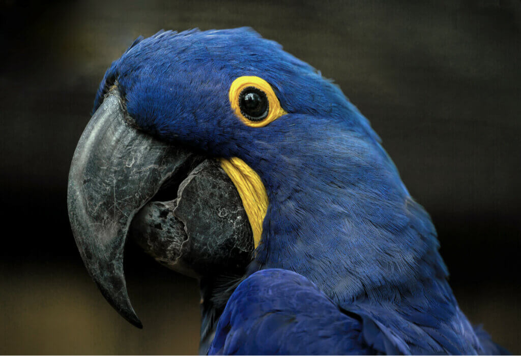 8 Interesting Facts About the Hyacinth Macaw - My Animals