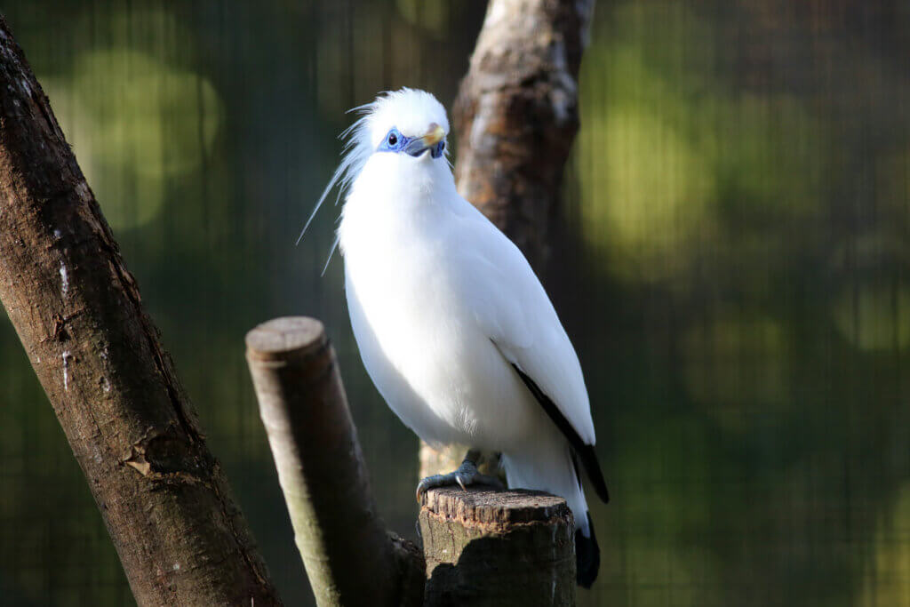 The Bali Myna: A Beautiful Critically Endangered Bird - My Animals