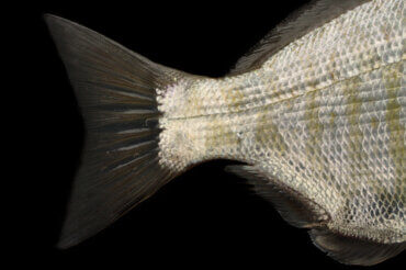 5 Types of Fish Tail Fin - My Animals