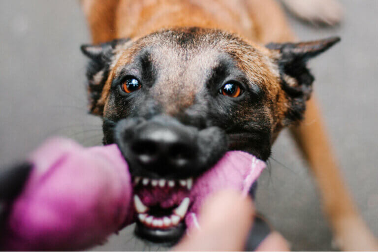 Advice for Having Two Male Dogs - My Animals