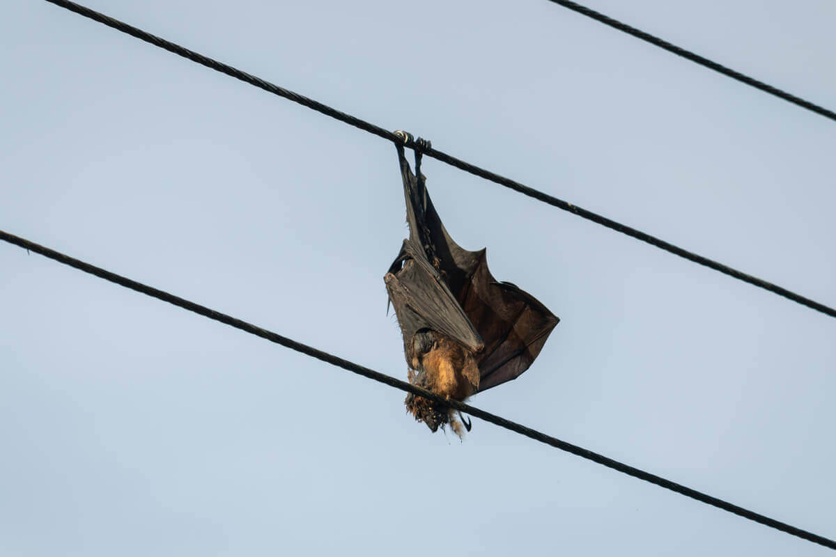 Ecological Traps: Why Are They a Problem for Animals? - My Animals
