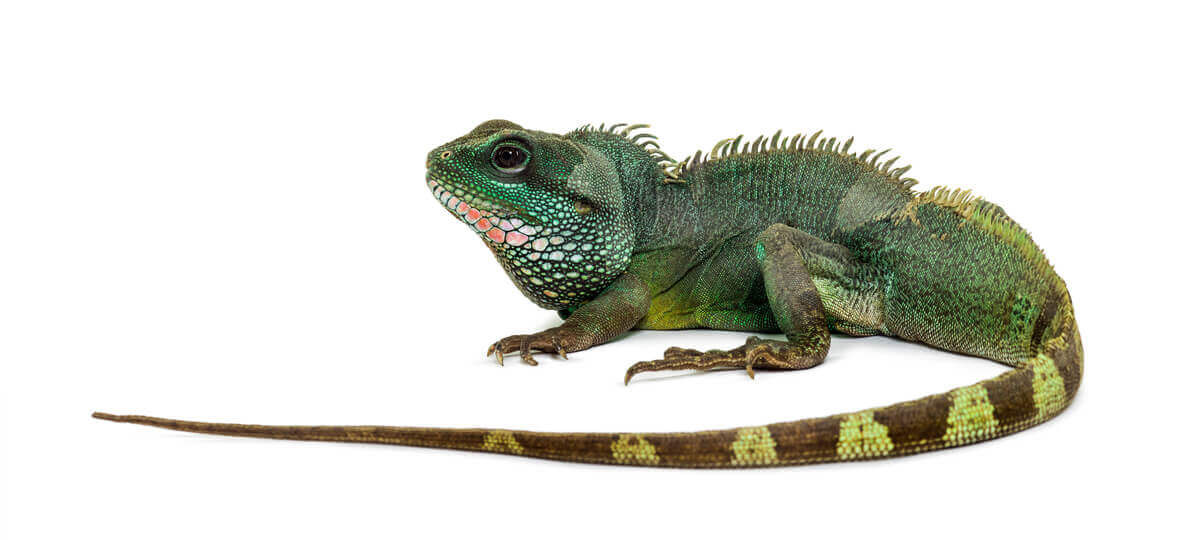 Chinese Water Dragon: Breeding and Care - My Animals