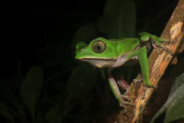 Monkey Frogs: Habitat and Characteristics - My Animals